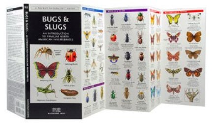Pocket Naturalist: Bugs & Slugs